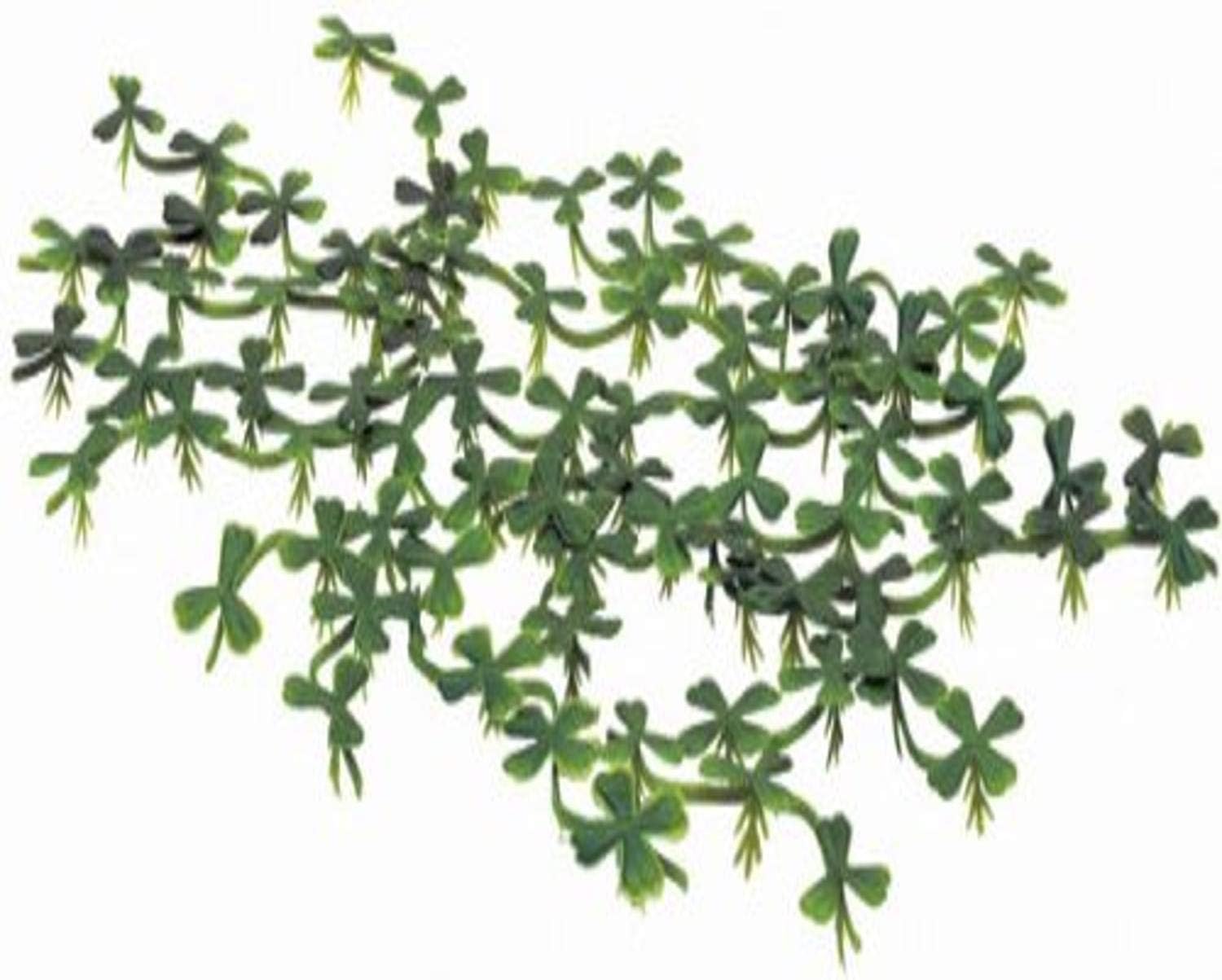 Exo Terra Floating Water Plant - Duck Weed : Amazon.ca: Pet Supplies