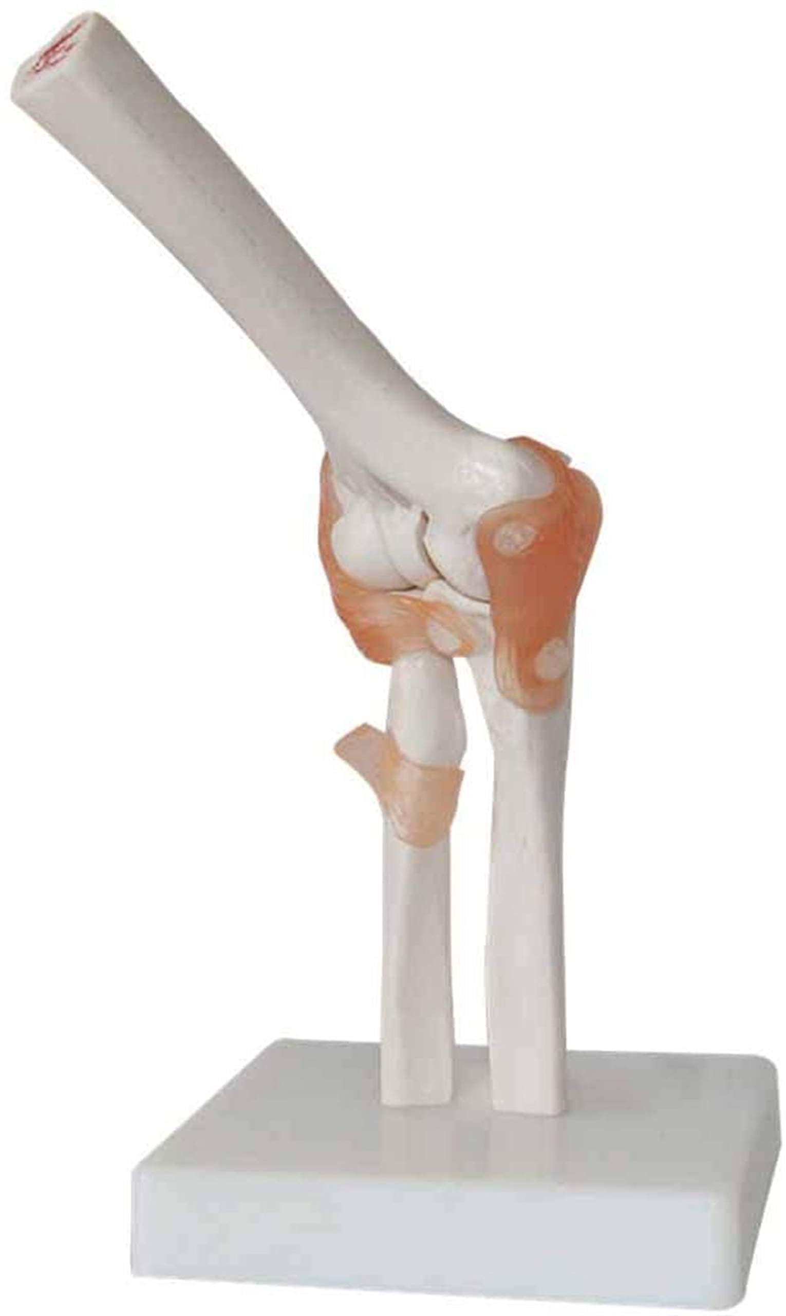 Buy Anatomy Model, Elbow Joint Model - Medical Anatomical Elbow Joint ...