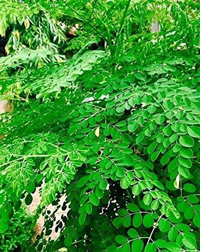 Rameshvar Enterprises | Drumstick, Moringa Oleifera - Plant : Amazon.in ...