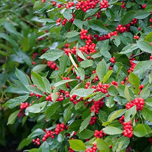 Amazon.com : 30 Winterberry Bush Seeds for Planting - Ilex verticillata ...