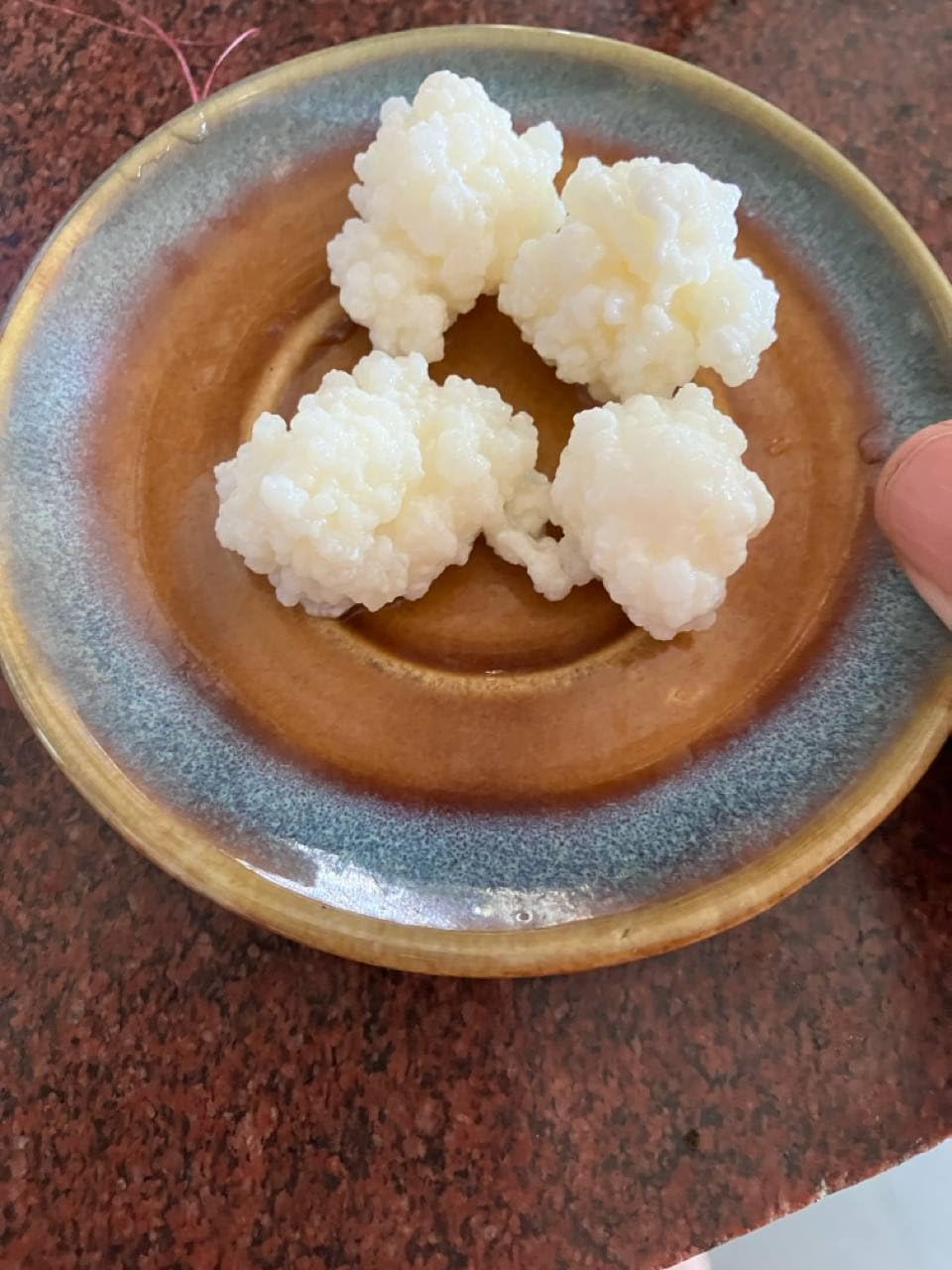 Feelgood Kefir - Live Large Sized Russian Origin Milk Kefir Grains (15 ...
