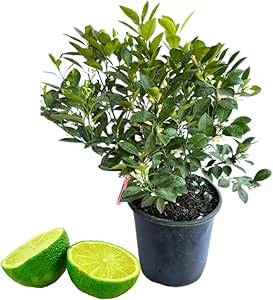 Amazon.com : Dwarf Key Lime Trees Live Plants, 1 to 2 Feet Tall, Key Lime Bush, Citrus Fruit ...