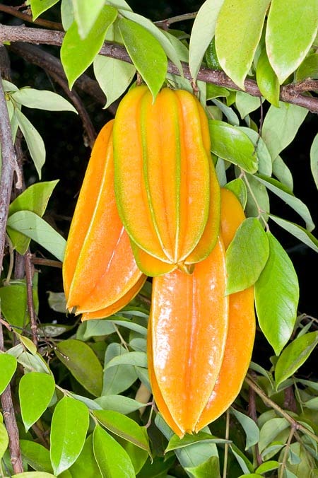 Grafted Sweet Star Fruit Plant f : Amazon.in: Garden & Outdoors