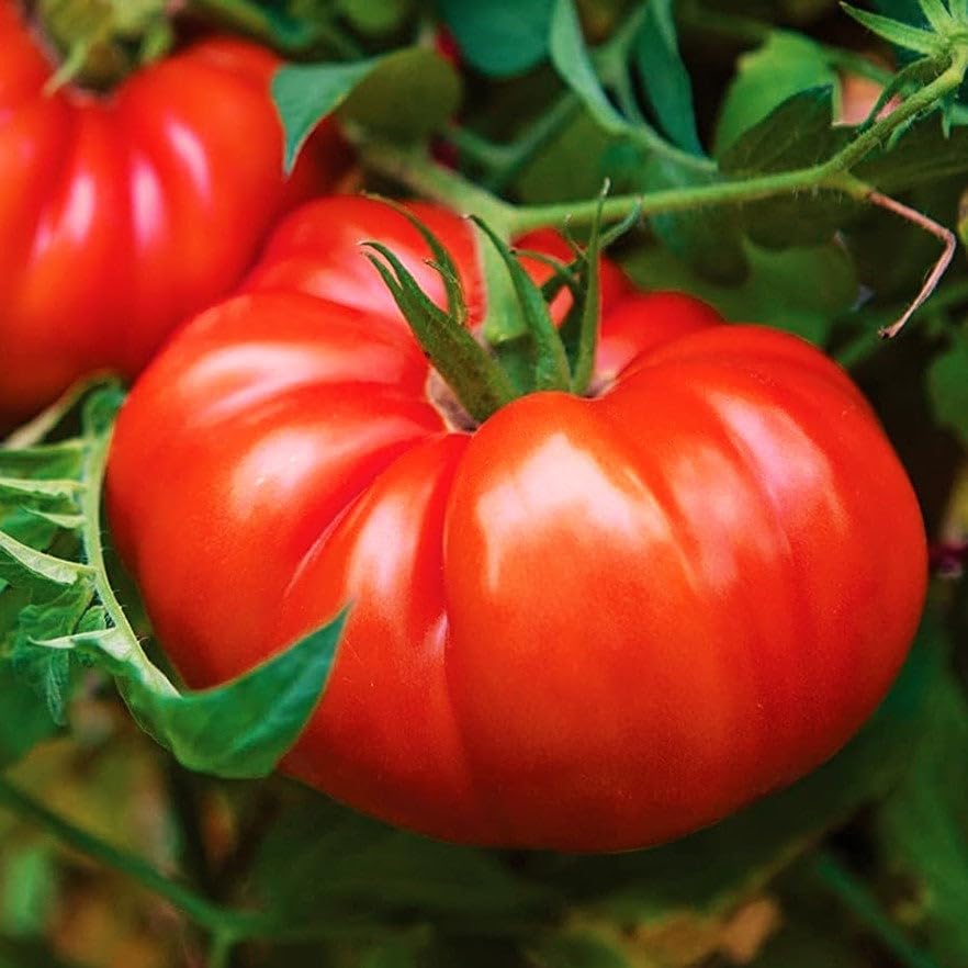 Amazon.com : Hossinator Hybrid Tomato Seeds (STM2255) F1 | 10 Seeds ...