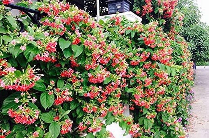 Creative Farmer Madhumalti Creeper - Double Petals Rangoon Plant With ...
