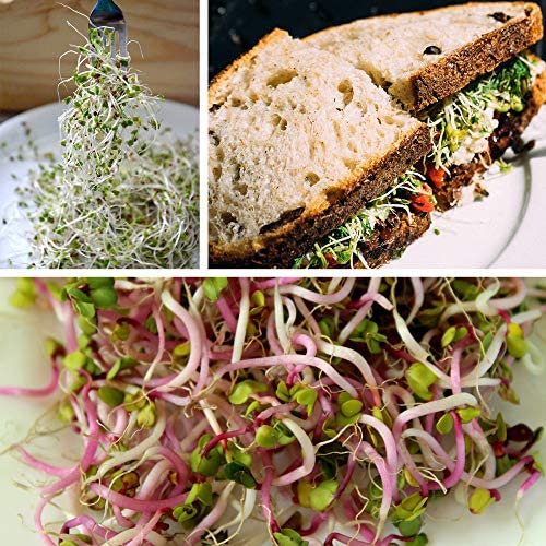 Complete Organic Broccoli Sprout Growing Kit - Includes Quart Mason Jar ...