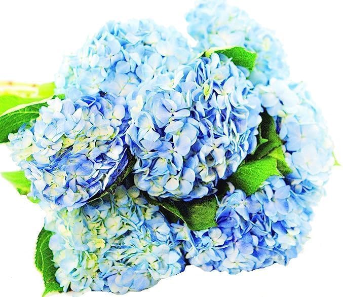 Amazon.com: KaBloom Flowers -Valentine's Day Collection - Beauty 6 Blue Hydrangeas without vase ...