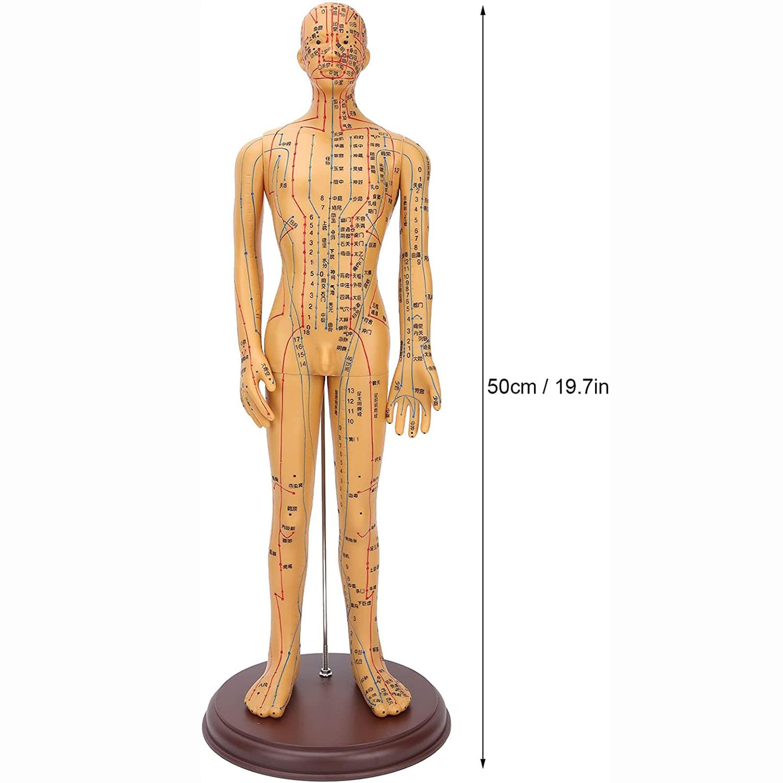 Acupuncture Meridians Color