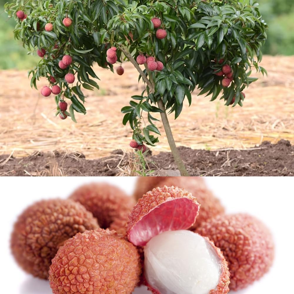BLOOM & GROW Dwarf Thailand Litchi Plant Hybrid All Seasons (height 2-3 ...