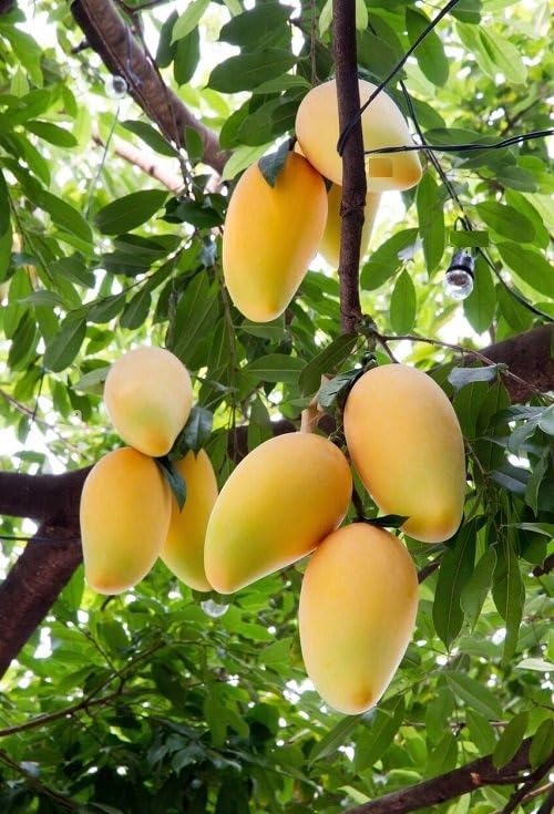 ROYAL PARADISE GARDEN Francis Mango Plant King Of Mango Grafted Plant ...