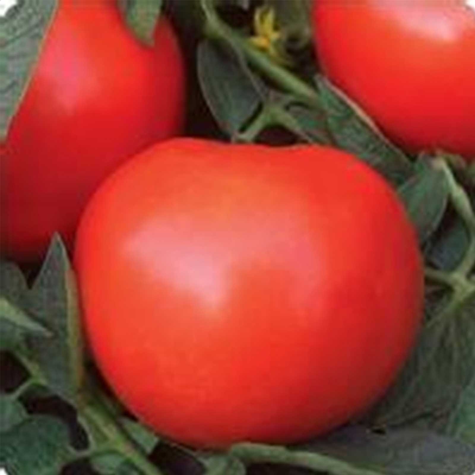 Amazon.com: Tomato Garden Seeds - Phoenix Hybrid - 100 Seeds - Non-GMO ...