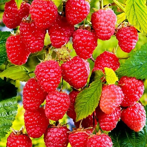 Amazon.com : 200+ Seed Raspberry Fruit Seeds for Planting Outdoor-Non ...