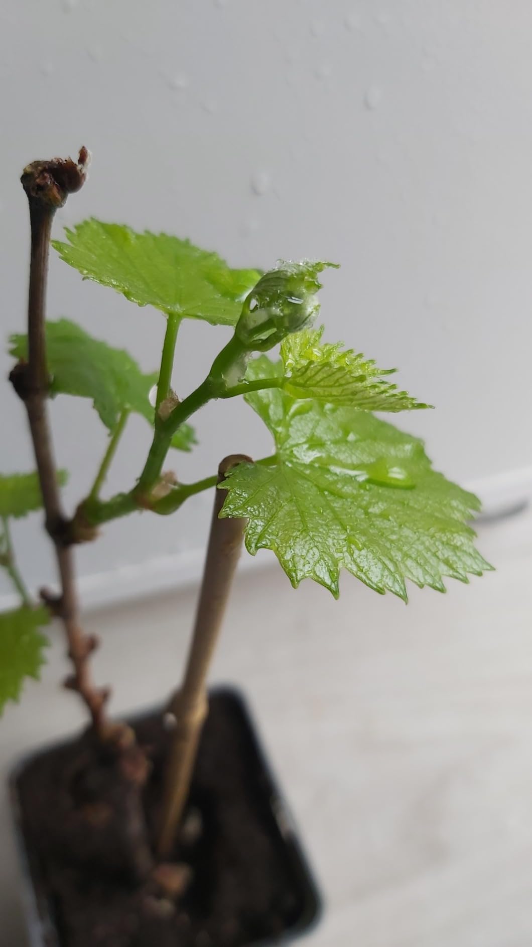 Grape Plant 'Suffolk Red' Vitis Plants in a 9cm Pot - Grape Vine for ...