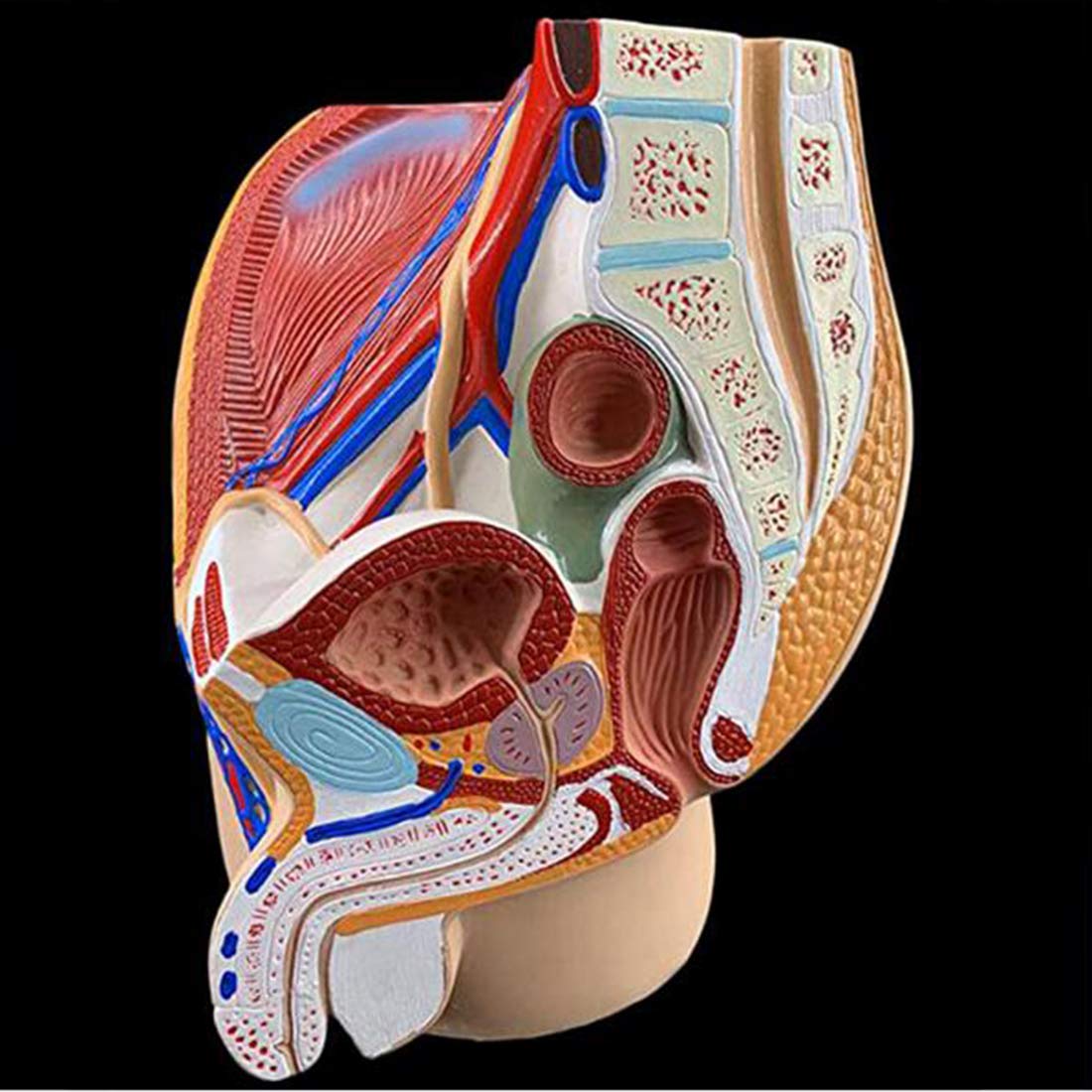Buy LIQIU Male Reproductive System Model Pelvic Sagittal Model ...