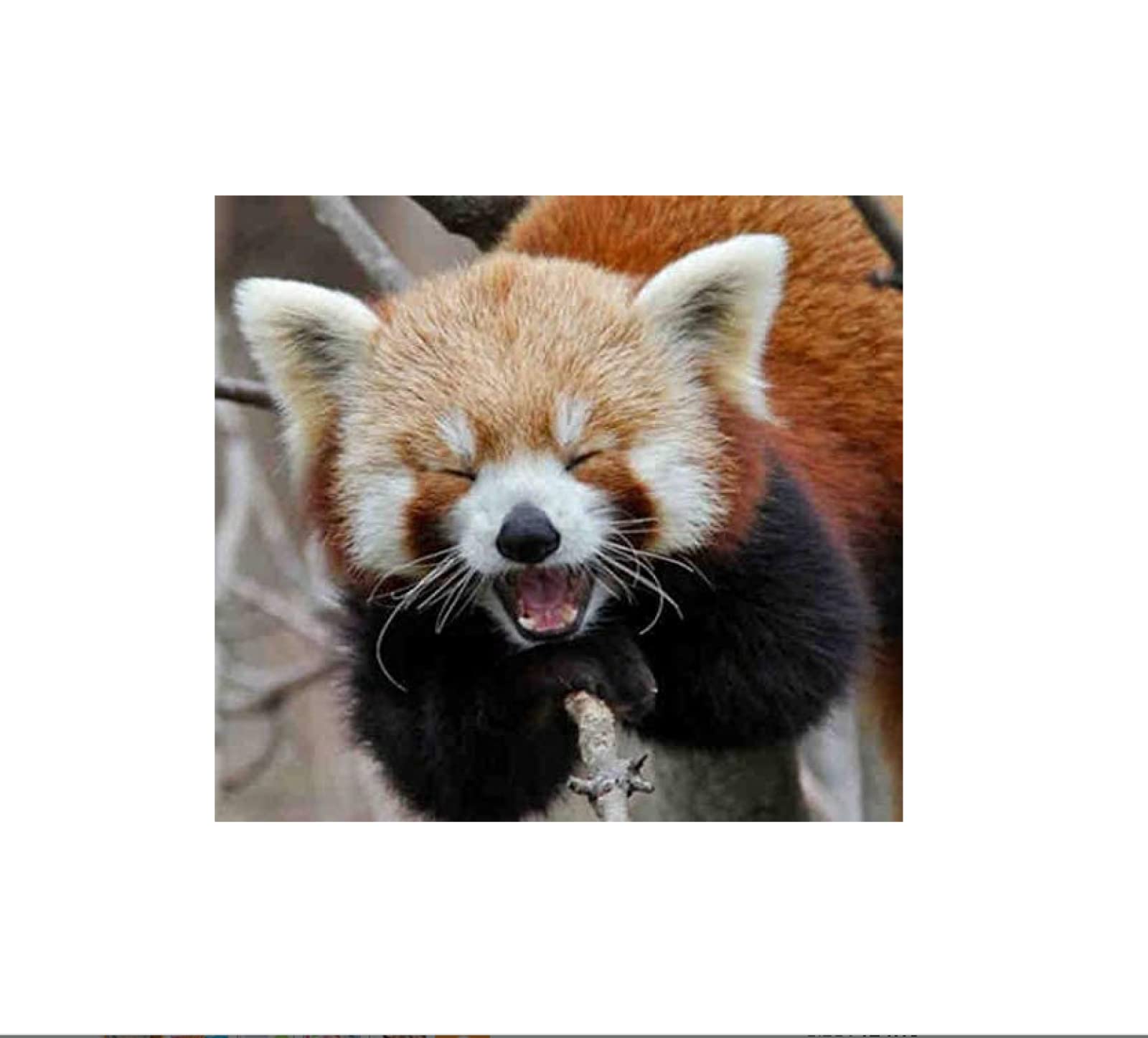 Smiling Red Panda
