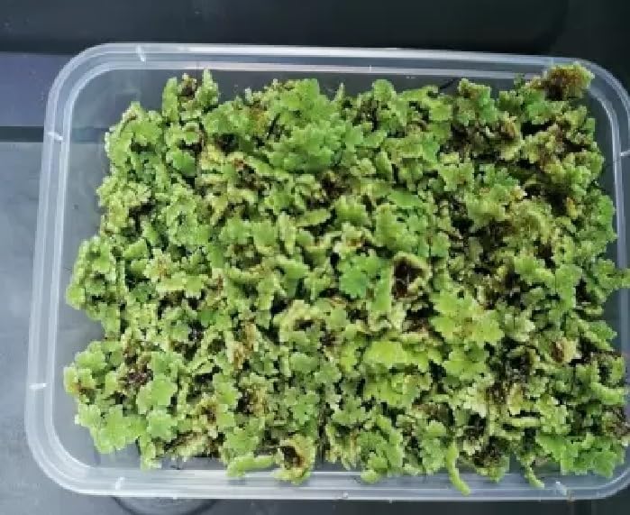 Buy Azolla for cow grass/elephant grass/Hen eating grass,aquarium ...