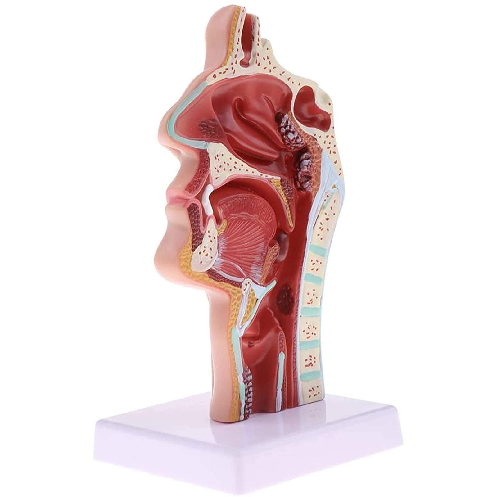 Buy Body Model Human Nasal Cavity Throat Anatomy Model, Medical Model ...