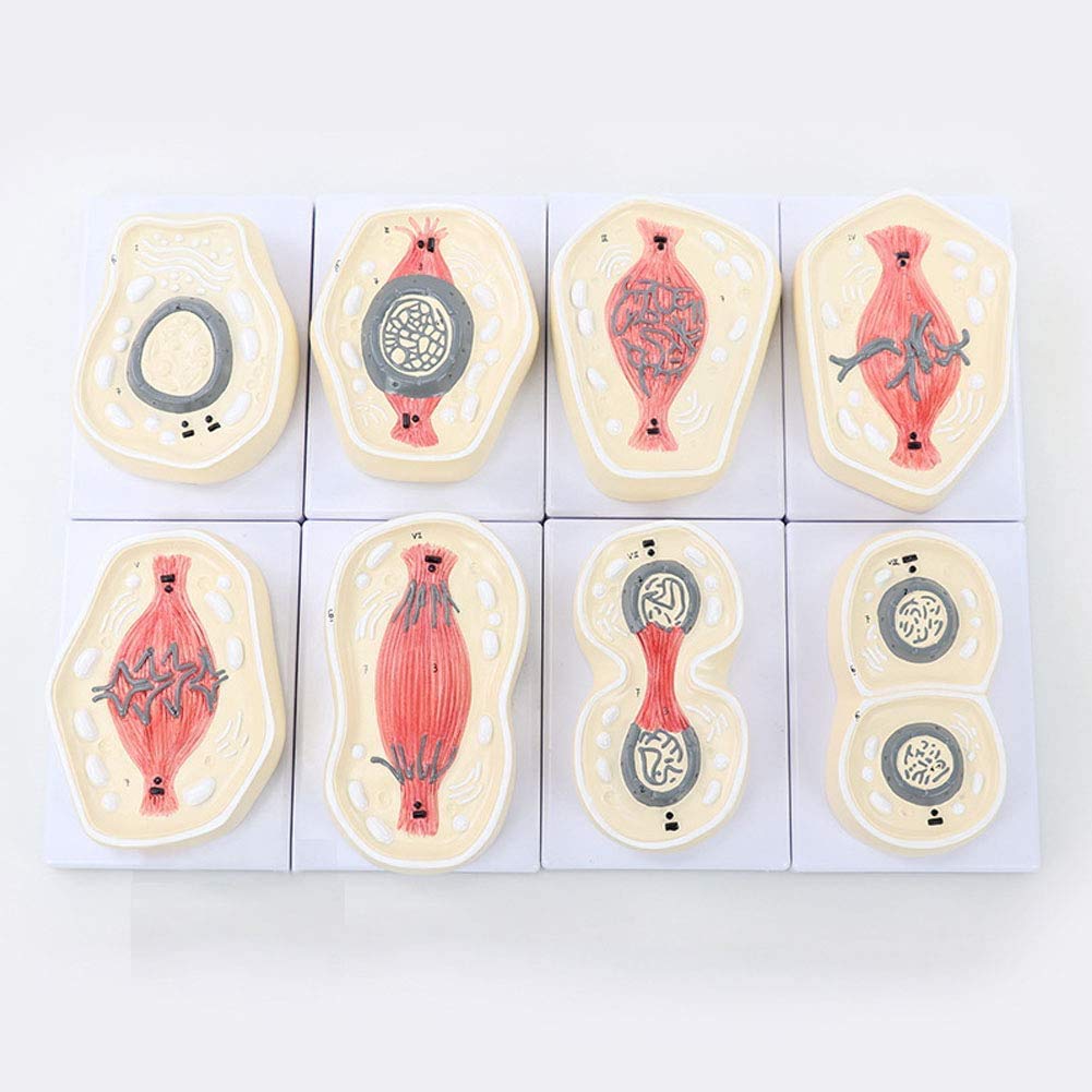 Buy Cell Mitosis model, shows the typical Cell Mitosis, Interphase ...