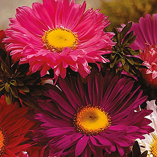 M-Tech Gardens New Rare Hybrid Aster " Super Chinensis " Exotic 30 ...