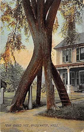 Amazon.com: Four Legged Tree Bridgewater Massachusetts Postcard ...