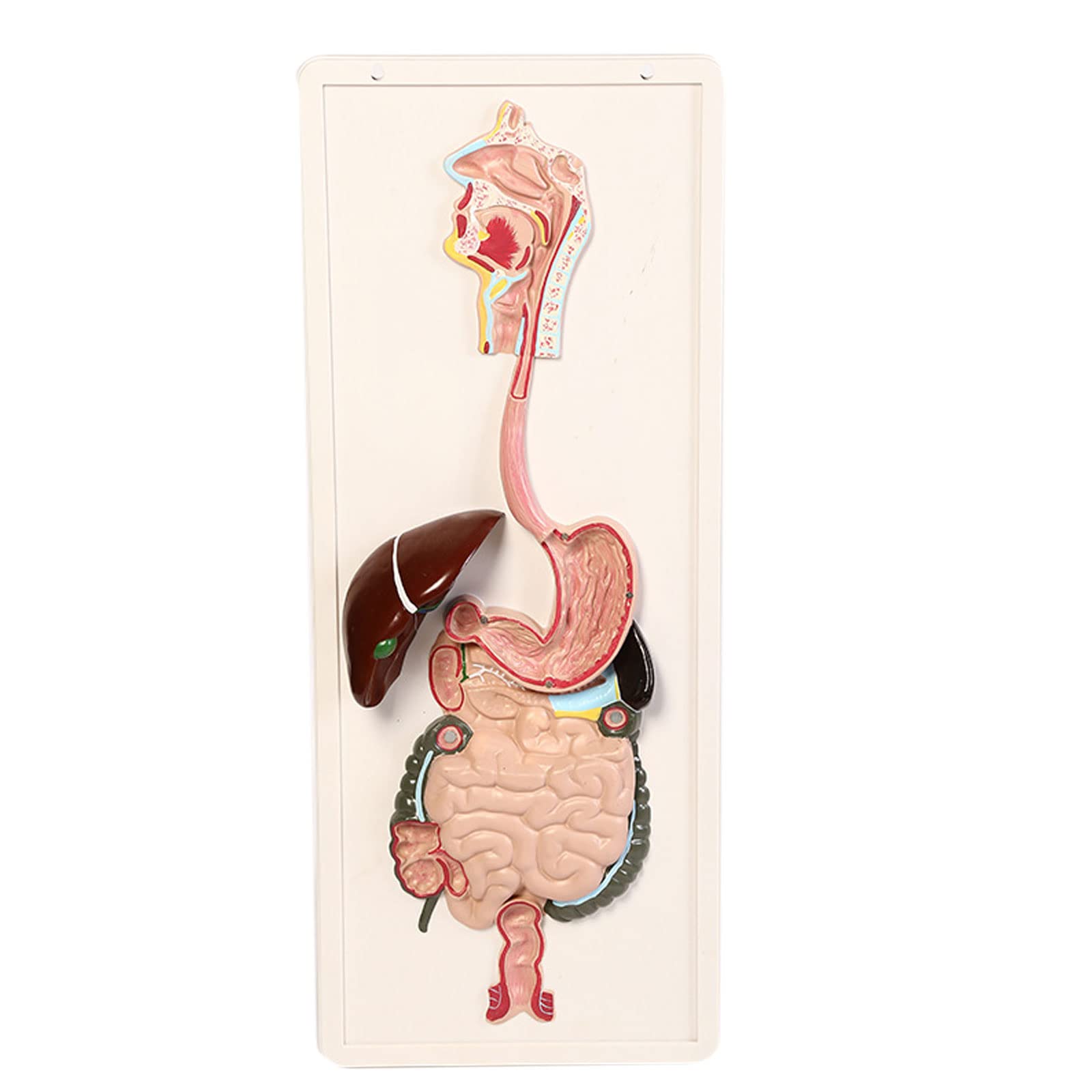 Buy Human Digestive System Model trointestinal Tract Section Pharynx ...