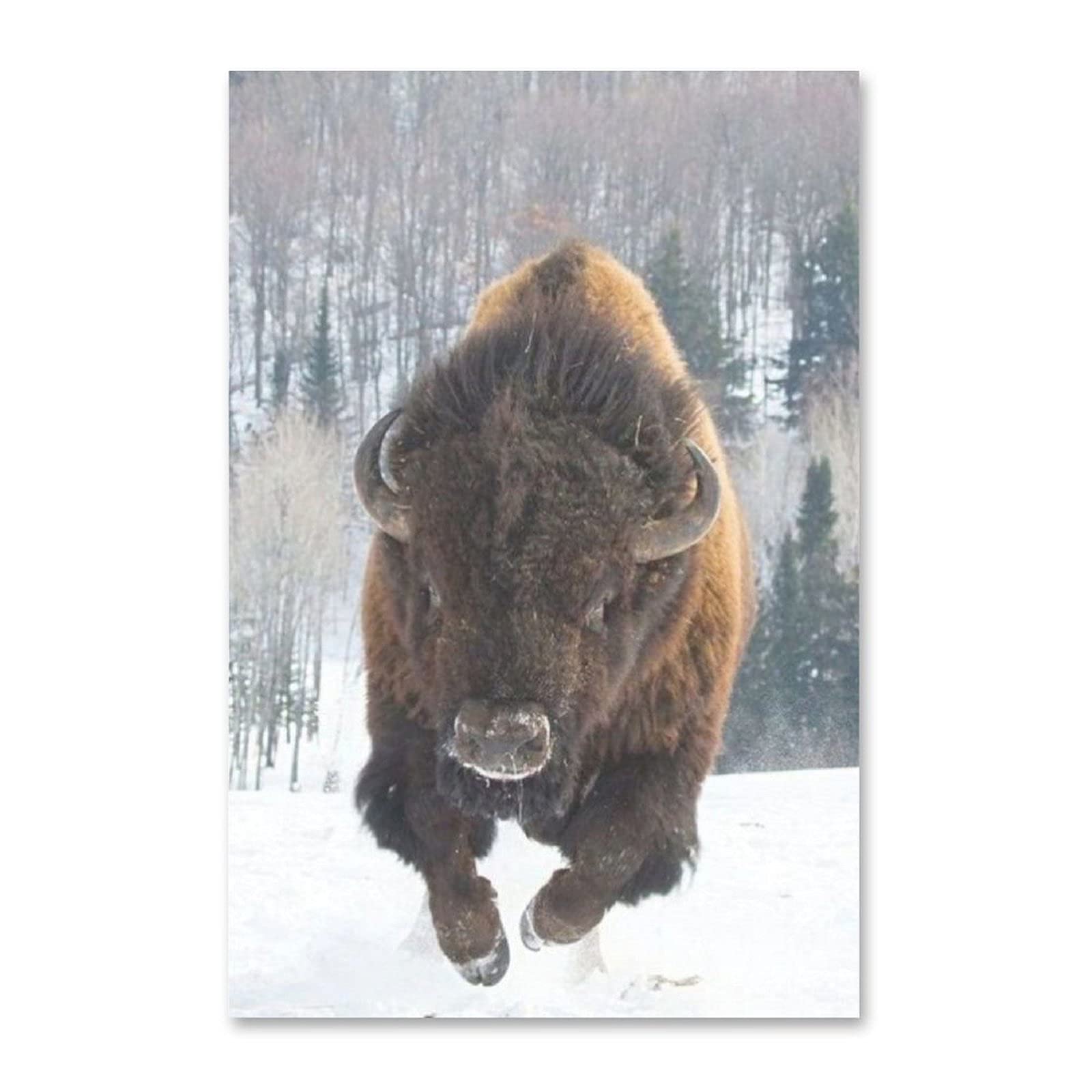 American Bison Running