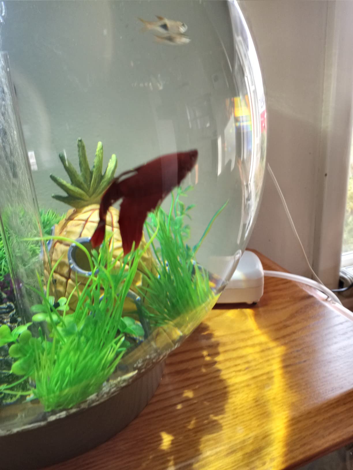 $36/mo - Finance Classic 60 Aquarium with Standard Light - 16 Gallon ...