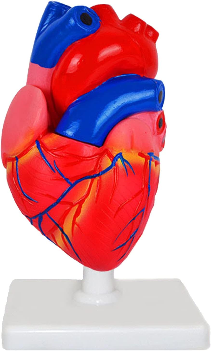 Amazon.com: Aanatomy Model 3 Times Magnified Human Heart Anatomical ...