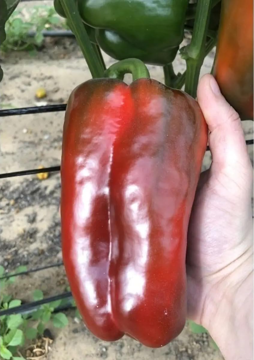 Amazon.com : Burpee Big Daddy Sweet Pepper Seeds 40 seeds : Patio, Lawn ...