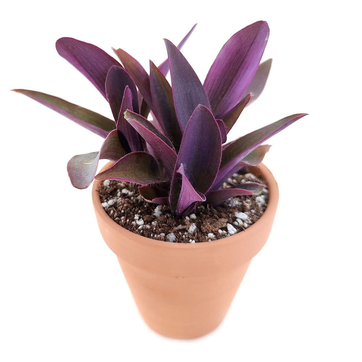 Boda Suculenta Morada ECHEVERIA REZRY Suculentas Del Sur