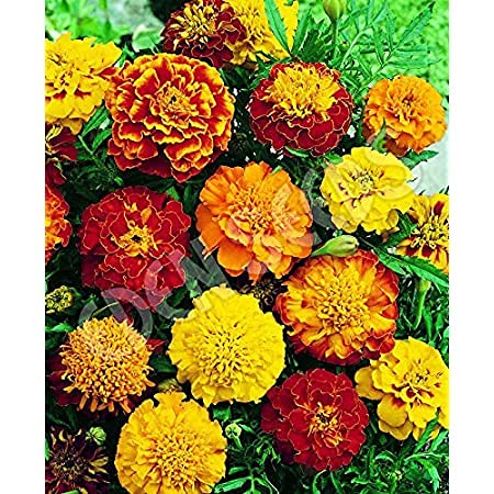 Marigold Jafri Flower Seeds For Winter Season pack of 50 seeds : Amazon ...