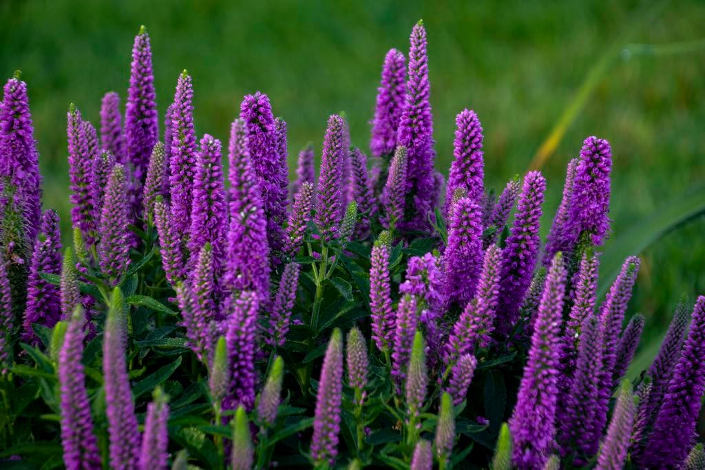 Amazon.com : Live Plant from Green Promise Farms - Proven Winners ...