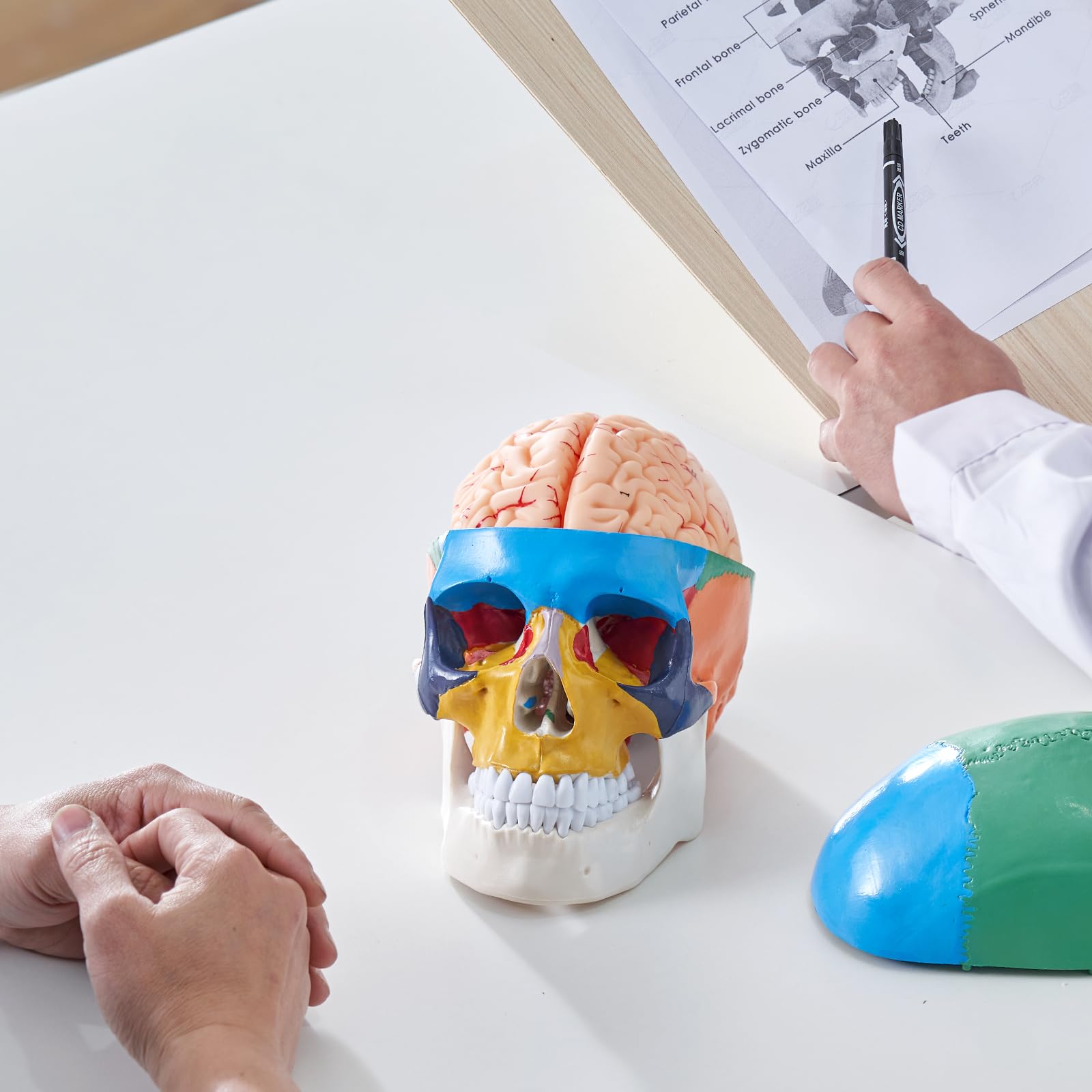 Buy VEVOR Human Skull Model, 8 Parts Brain & 3 Parts Skull, Life-Size ...