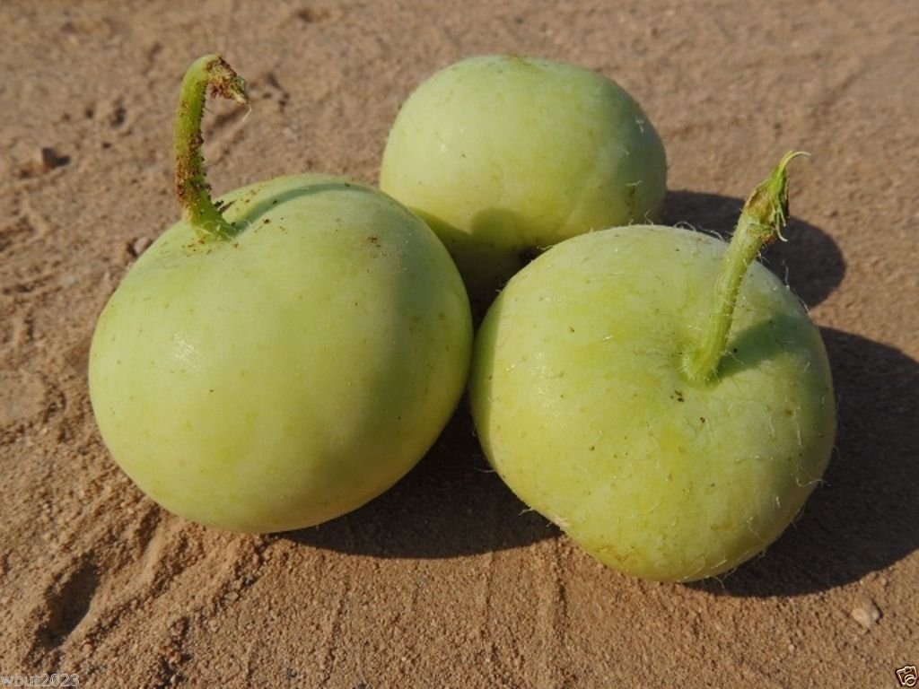 Green Round Gourds