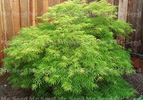 10pcs Rare Dwarf Weeping Japanese Maple Tree Plant Garden Japanese