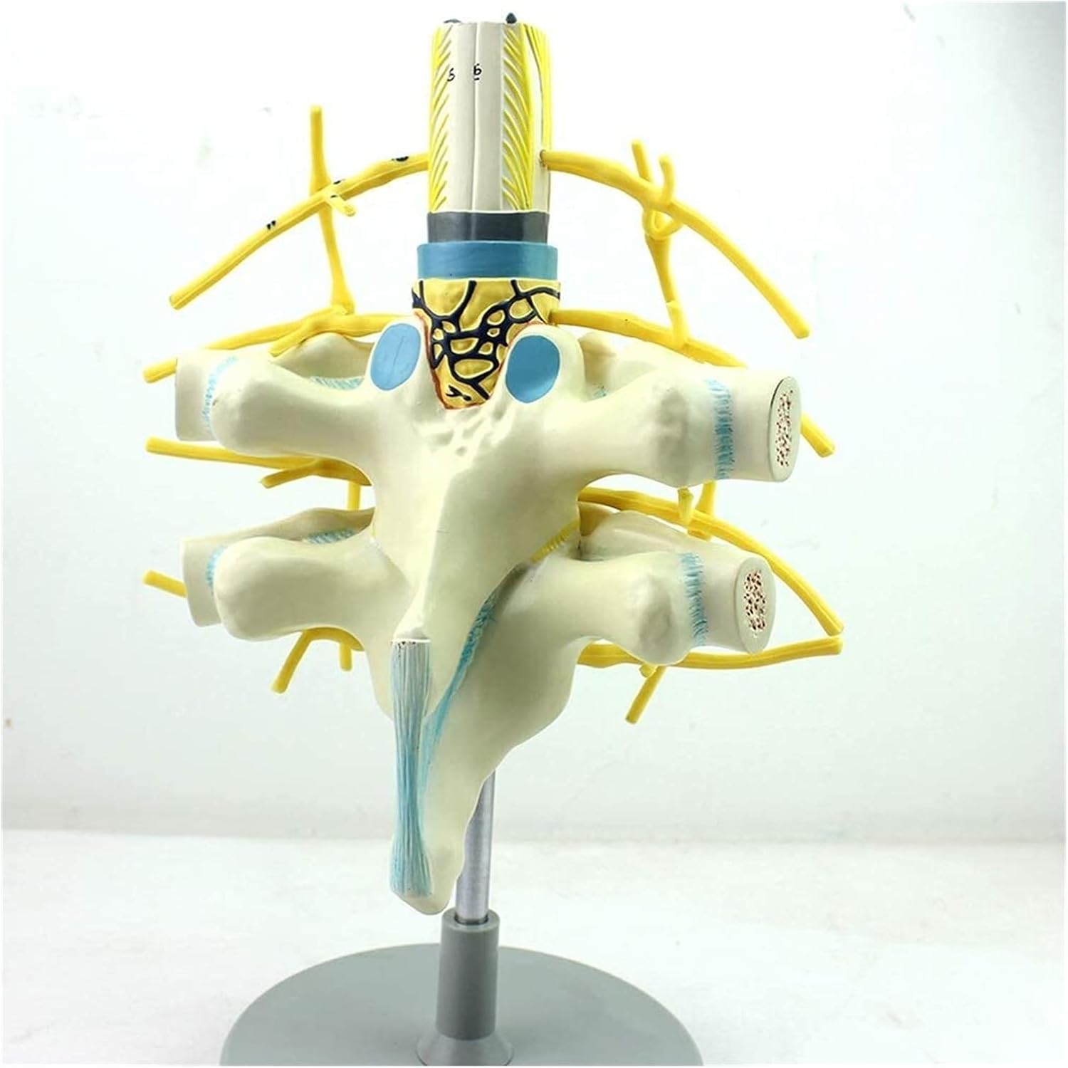 Amazon.com: Modelos de torso y esqueleto anatómico, modelo de columna ...