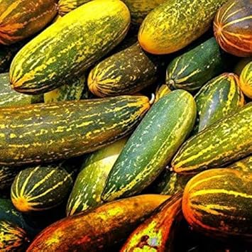 Creative Farmer Vegetable Seeds Dosakaya Seeds - Yellow Cucumber Seeds ...