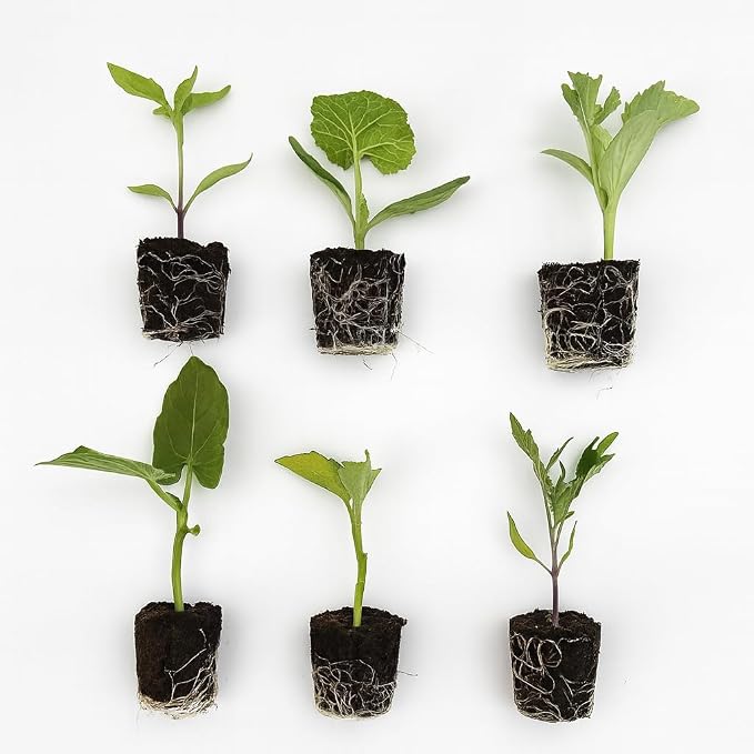 Amazon.com : Veggie Seedlings: Ready-to-Plant Seedlings, Starts, Plugs ...
