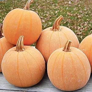 Amazon.com : Winter Luxury Pumpkin Seeds - Heirloom - Heirloom Silky ...