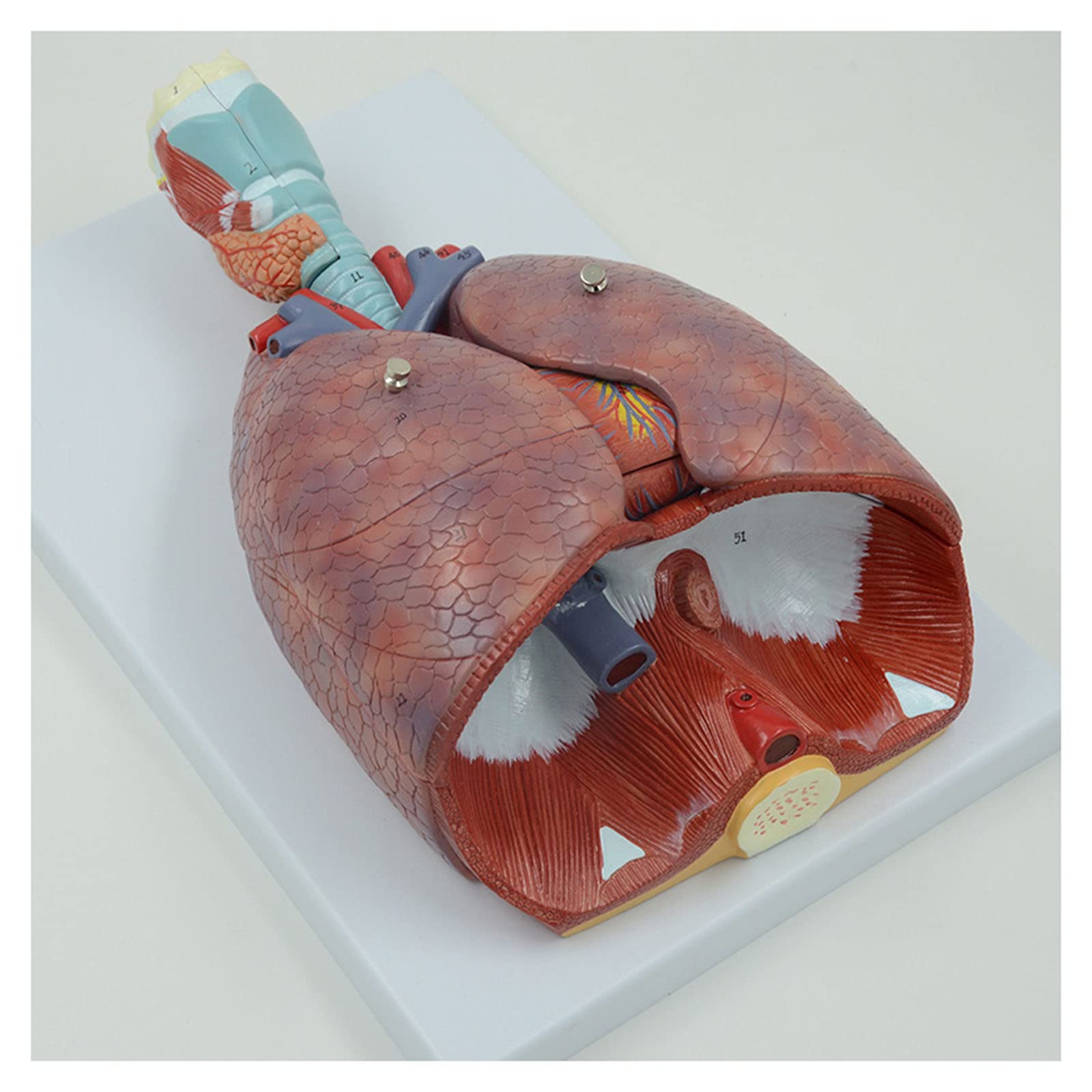 Buy Medical Models, Human Respiratory System Model, Removable Human ...