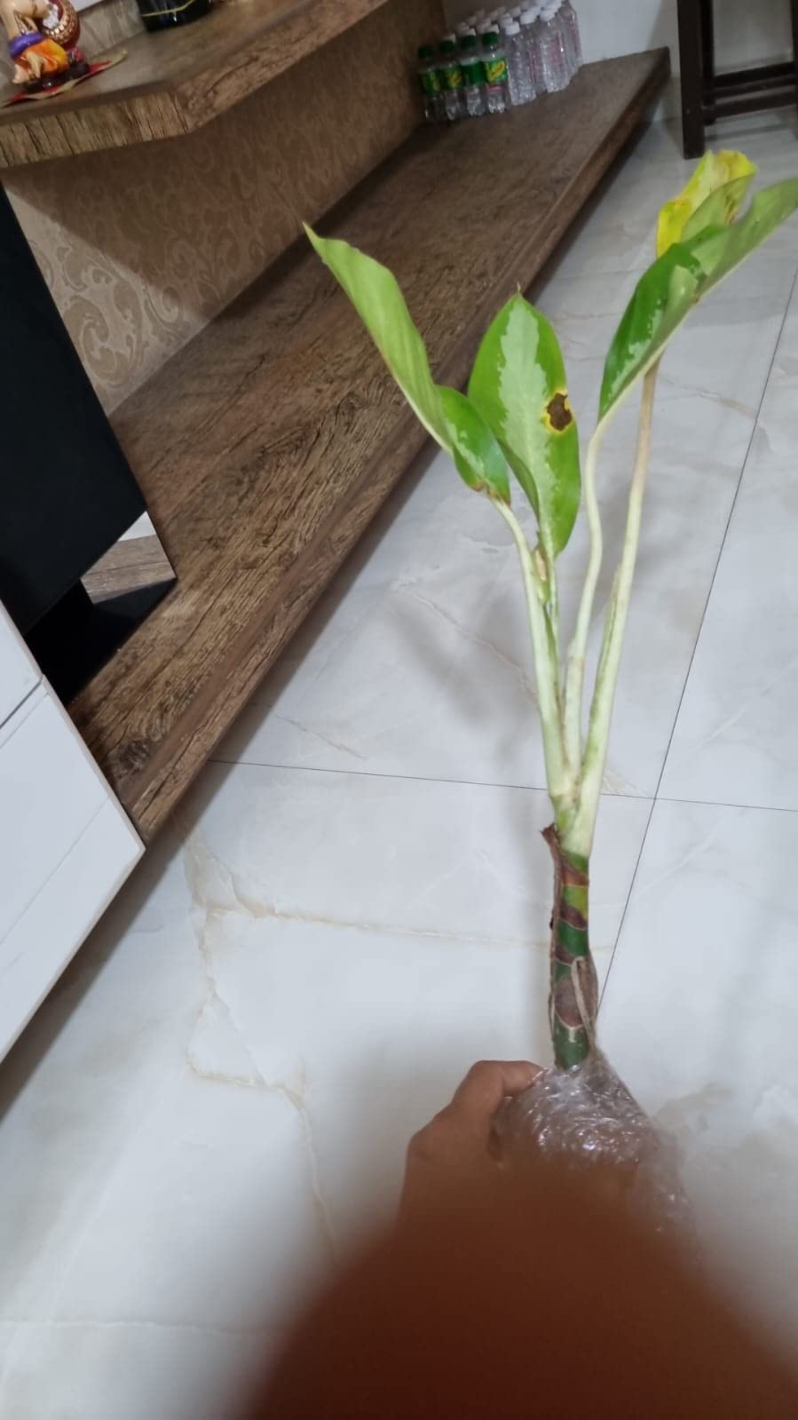 Creative Farmer Succulent Plant Aloe Pepe Dwarf Low Light Plants Indoor ...