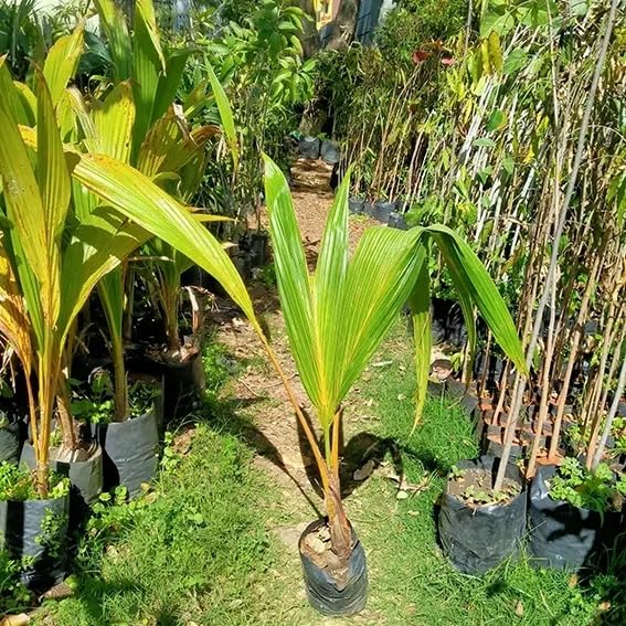 Mphmi Seedless Plant Fruit Plants Nariyal, Coconut Tree (Golden ...