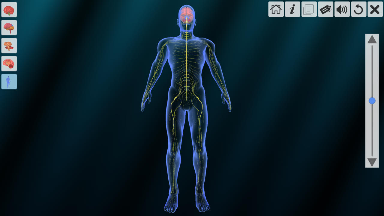 AR Human Brain - App on Amazon Appstore