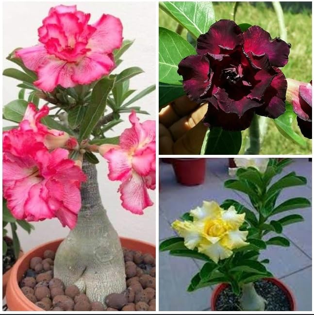 adenium live plant/adenium pack of -3 : Amazon.in: Garden & Outdoors