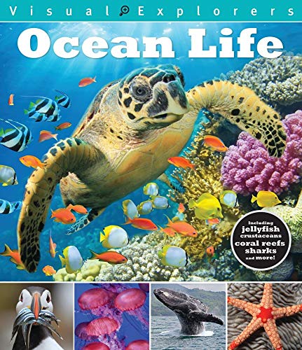 Ocean Picture Books For Kids To Learn About Sea Life