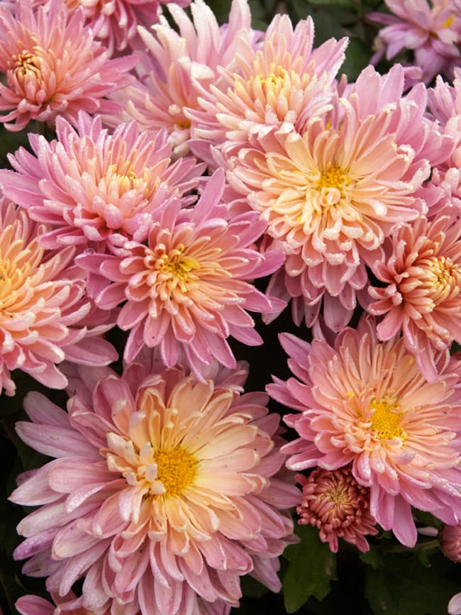 PlantaZee Live Guldavari/Chrysanthemum Pink Beautiful Flower Plant ...