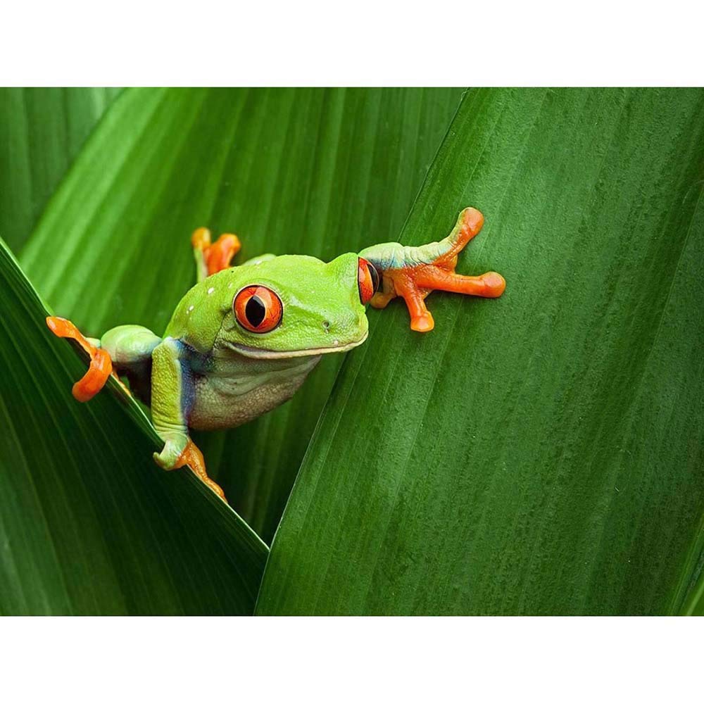 Red Eyed Tree Frog Climbing