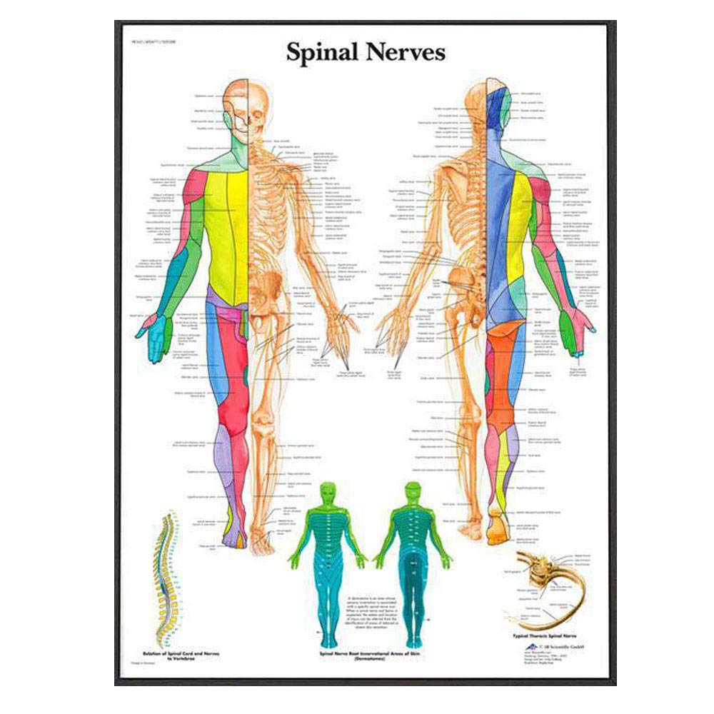 Nerves Of The Body Diagram
