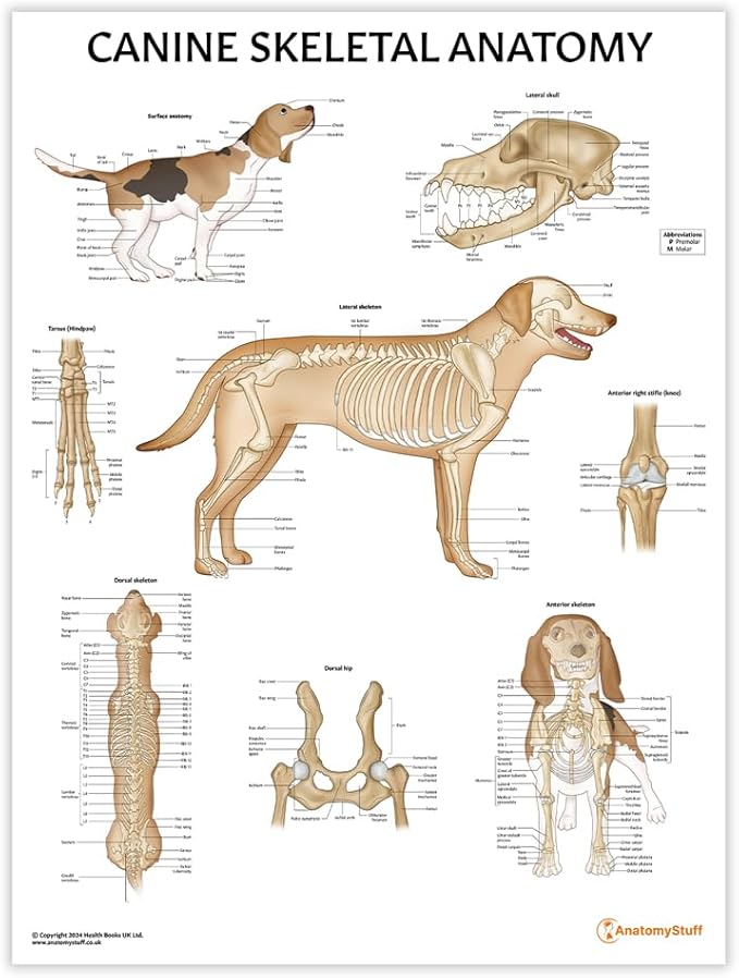 AnatomyStuff Canine Skeletal Anatomy Poster/Chart 45x60cm, 18 x 24 ...
