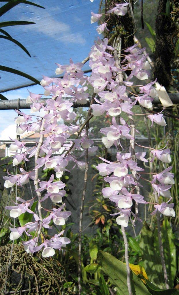 KOO Retails Dendrobium Cumulatum Orchid live plant with pot : Amazon.in ...